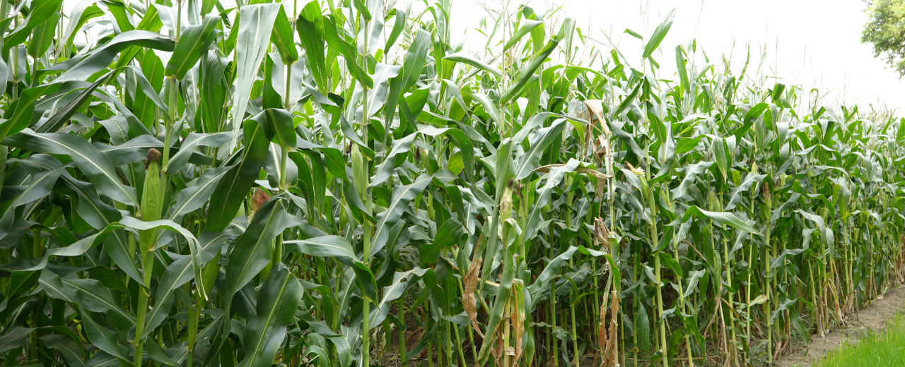 Maize (Fodder) - Shakti Vardhak Hybrid Seeds Pvt. Ltd.