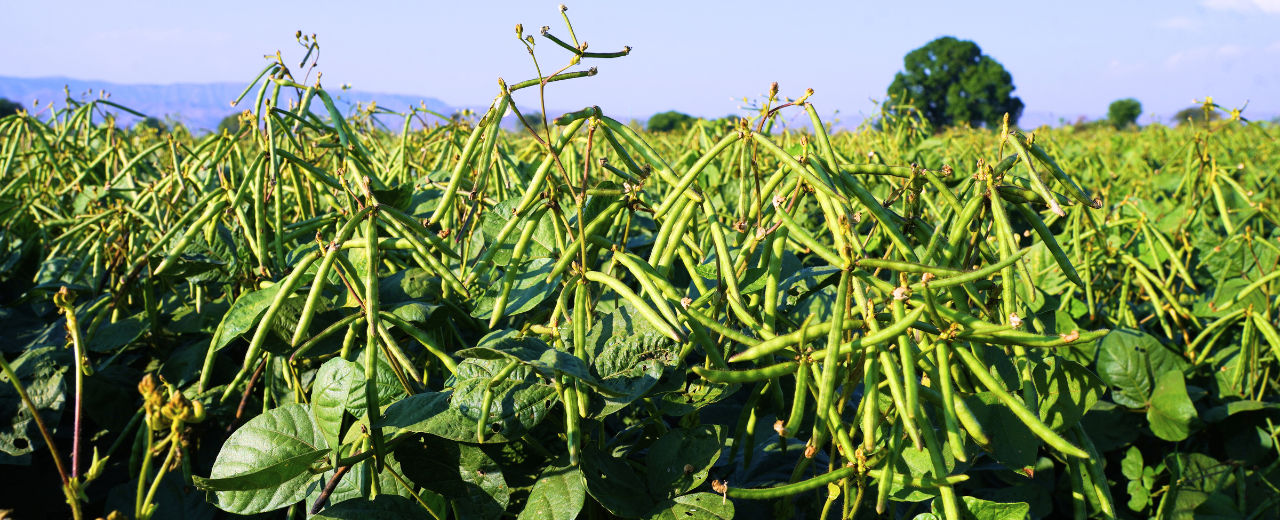 Moong - Shakti Vardhak Hybrid Seeds Pvt. Ltd.