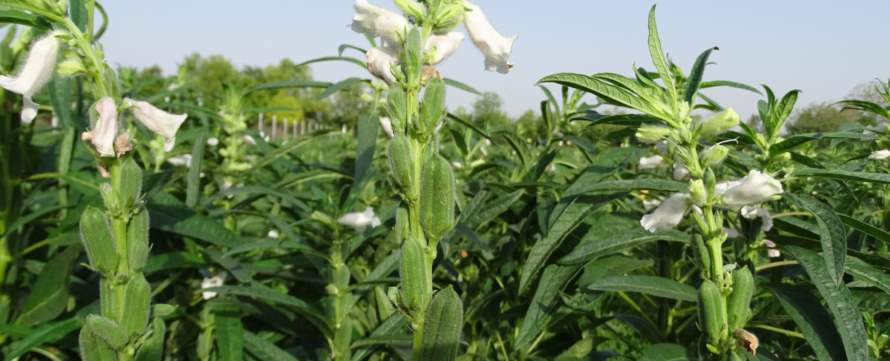 Til - Shakti Vardhak Hybrid Seeds Pvt. Ltd.