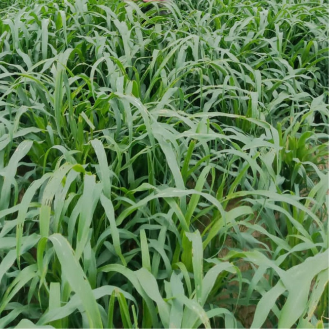 Bajra(Fodder) - Shakti Vardhak Hybrid Seeds Pvt. Ltd.