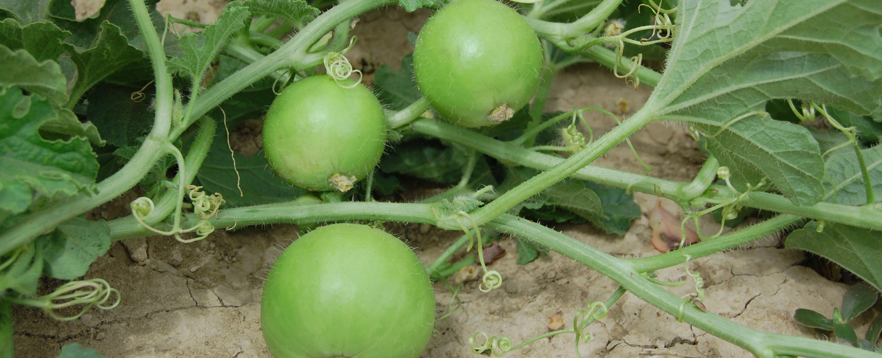 Tinda - Shakti Vardhak Hybrid Seeds Pvt. Ltd.