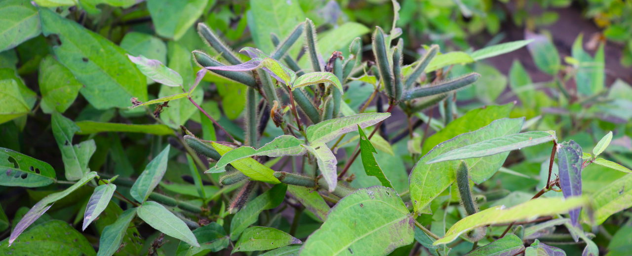 Urd - Shakti Vardhak Hybrid Seeds Pvt. Ltd.