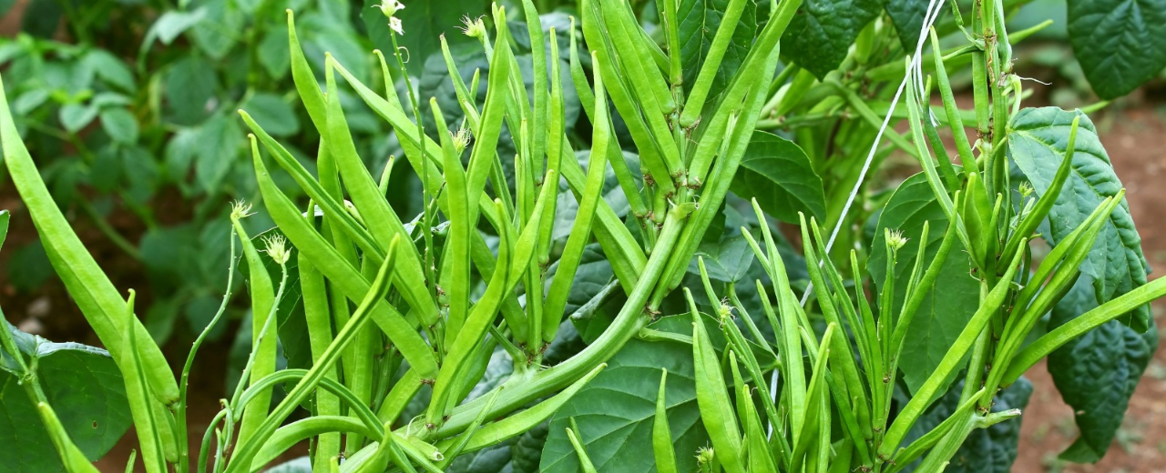 Vegetable Guar - Shakti Vardhak Hybrid Seeds Pvt. Ltd.