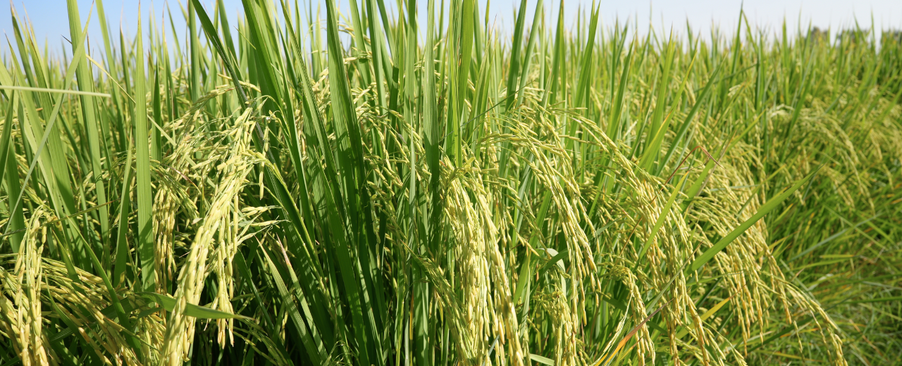Paddy - Shakti Vardhak Hybrid Seeds Pvt. Ltd.