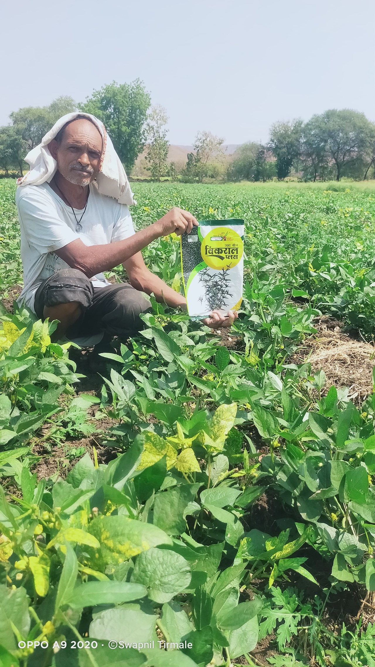 Vikral, Best Urd Seeds, - Shakti Vardhak Hybrid Seeds Pvt. Ltd.