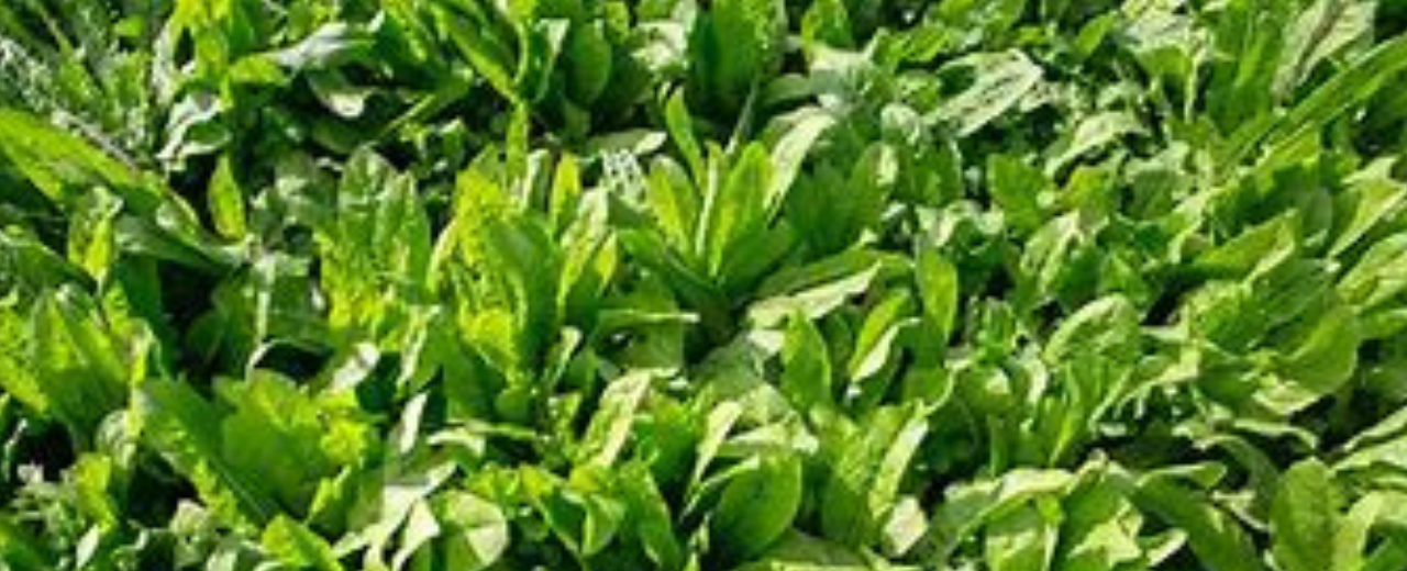 Chicory - Shakti Vardhak Hybrid Seeds Pvt. Ltd.