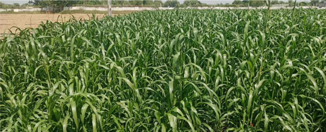 Bajra(Fodder) - Shakti Vardhak Hybrid Seeds Pvt. Ltd.